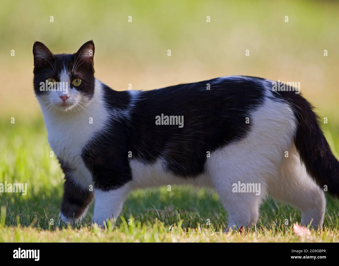 Alert Feral stray cat Stock Photo - Alamy