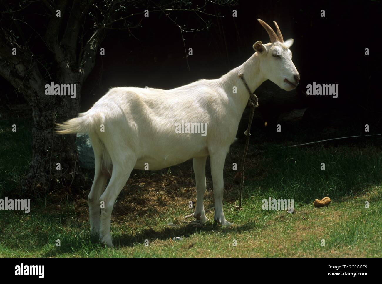 a goat in a dairy farm. Photographed in Israel Stock Photo - Alamy