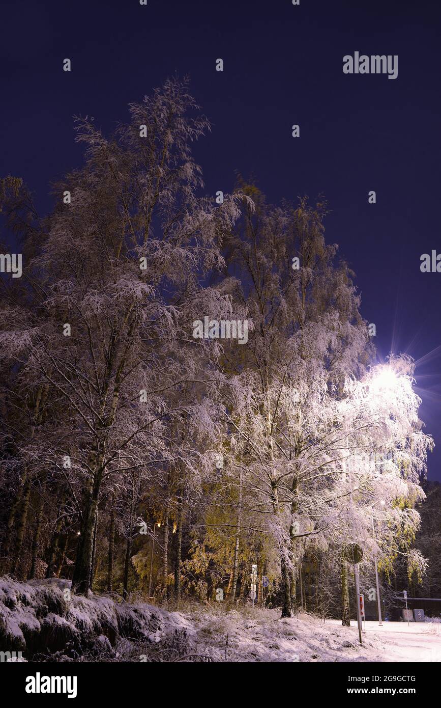Winter night scene with street light illuminating trees Stock Photo - Alamy