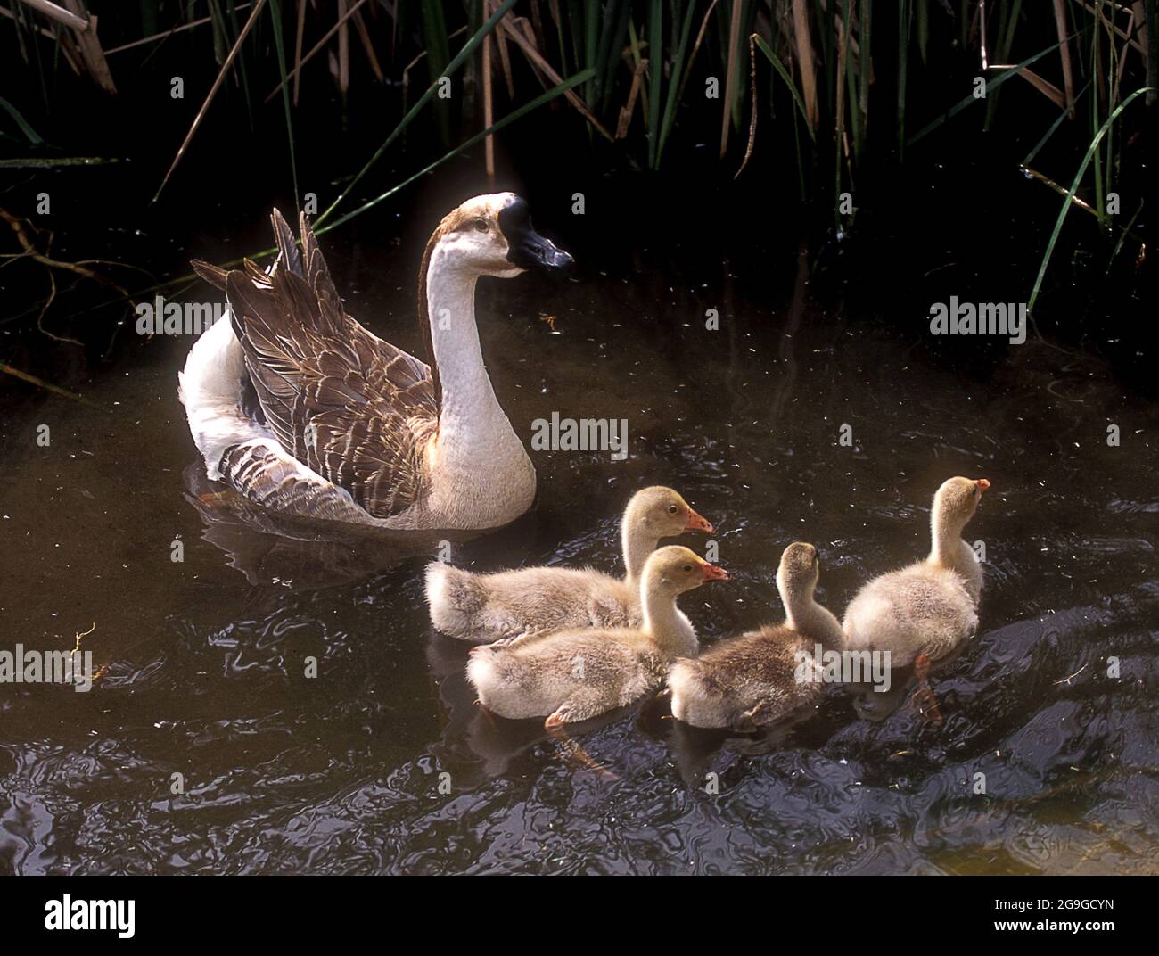 Herd white duck in pond hi-res stock photography and images - Alamy