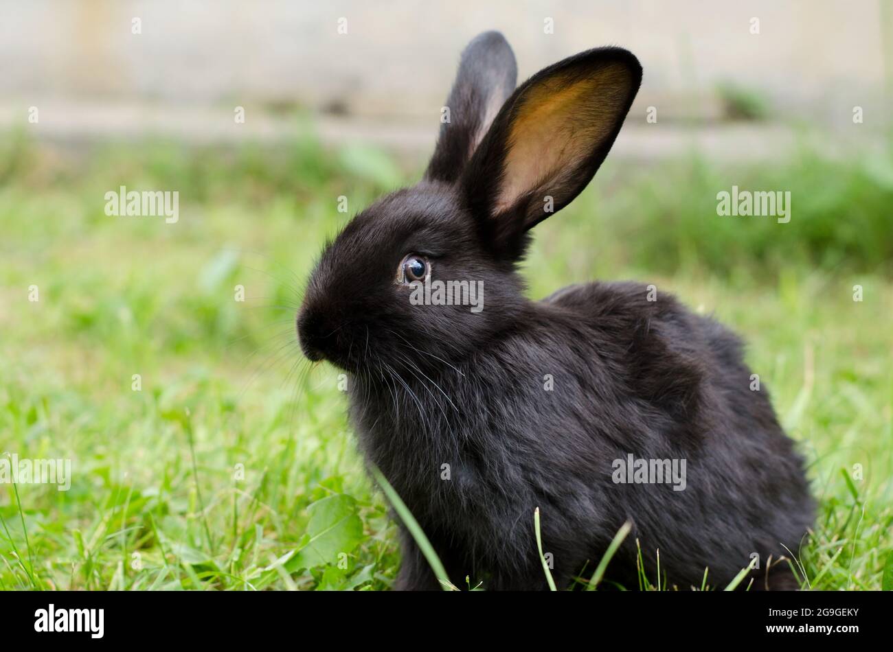 Rabbit breeder hi-res stock photography and images - Alamy