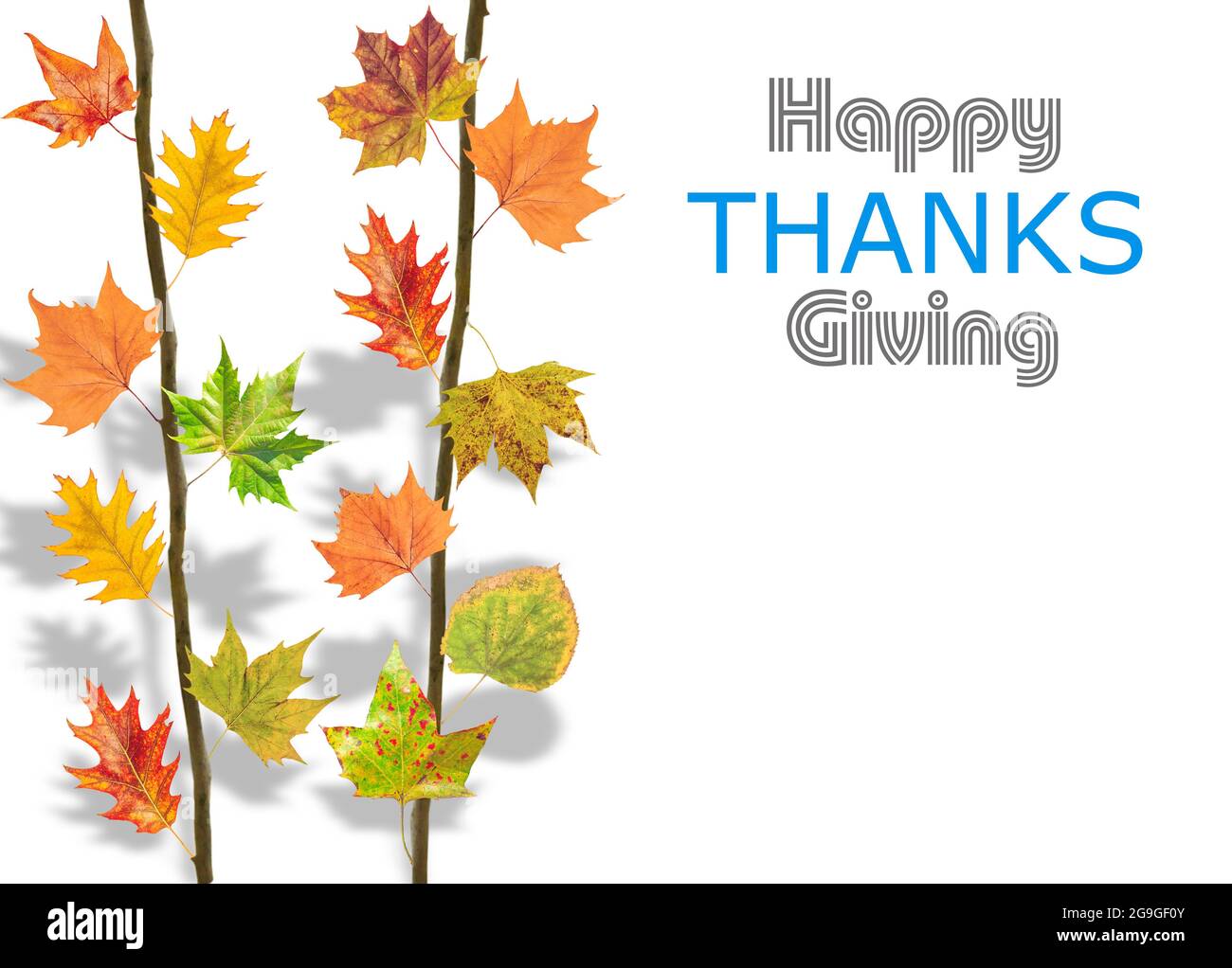 Several leaves hanging on tree branch Stock Photo - Alamy