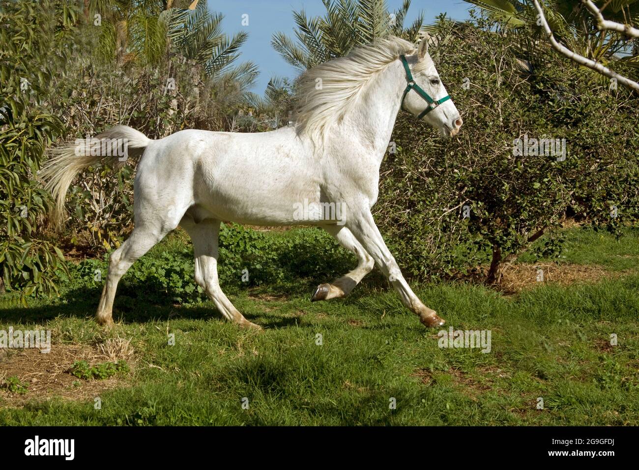 White riderless horse trotting in a field Stock Photo - Alamy