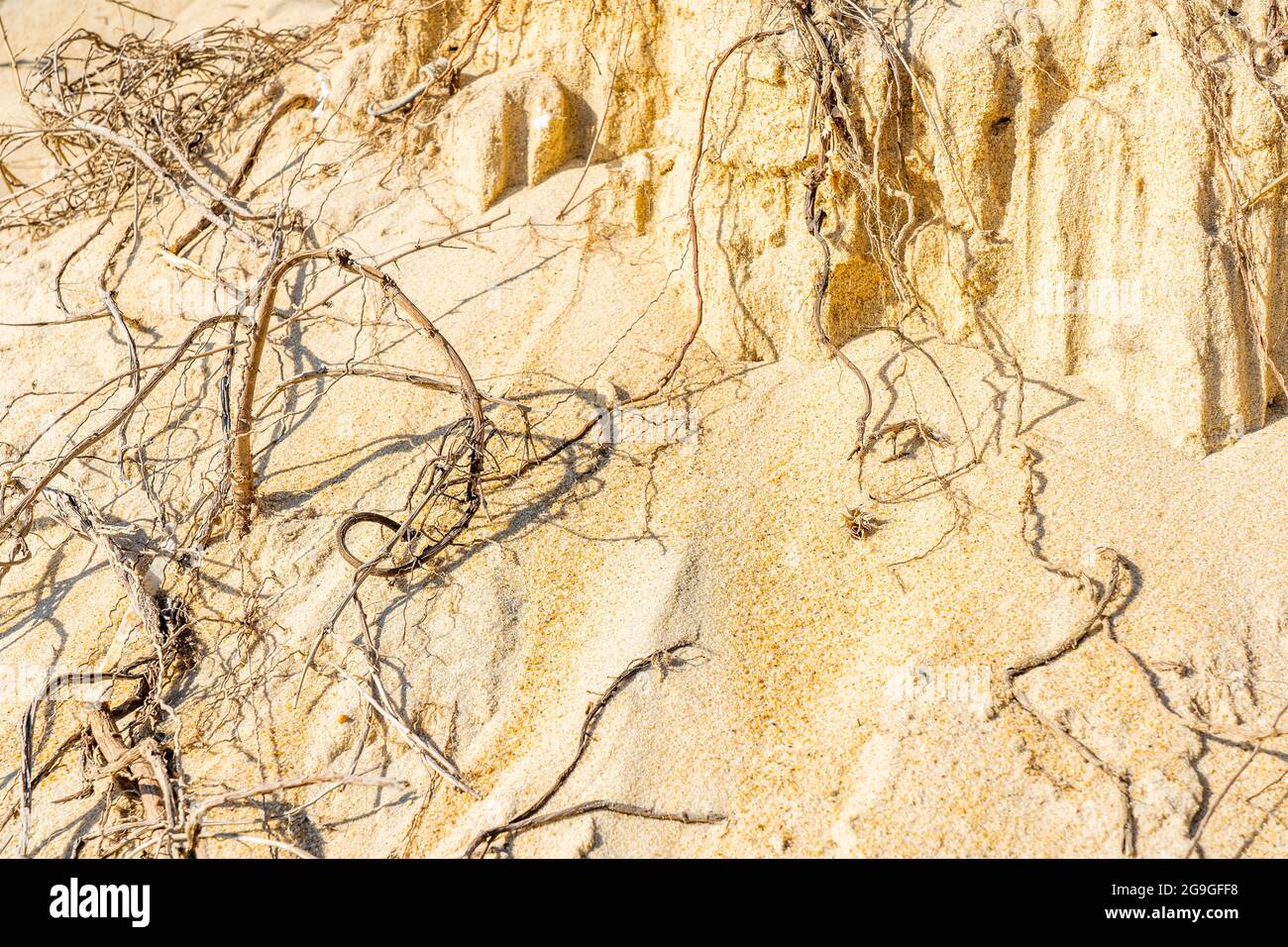 Dried roots on the sandy beach. Tree roots on a cut of land. Desert ...
