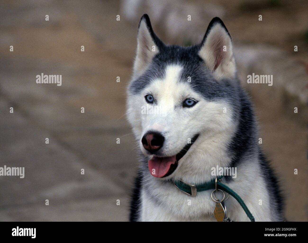 Siberian Husky close up Stock Photo - Alamy