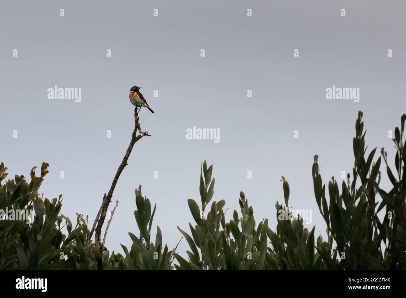 Bird bottom hi-res stock photography and images - Alamy