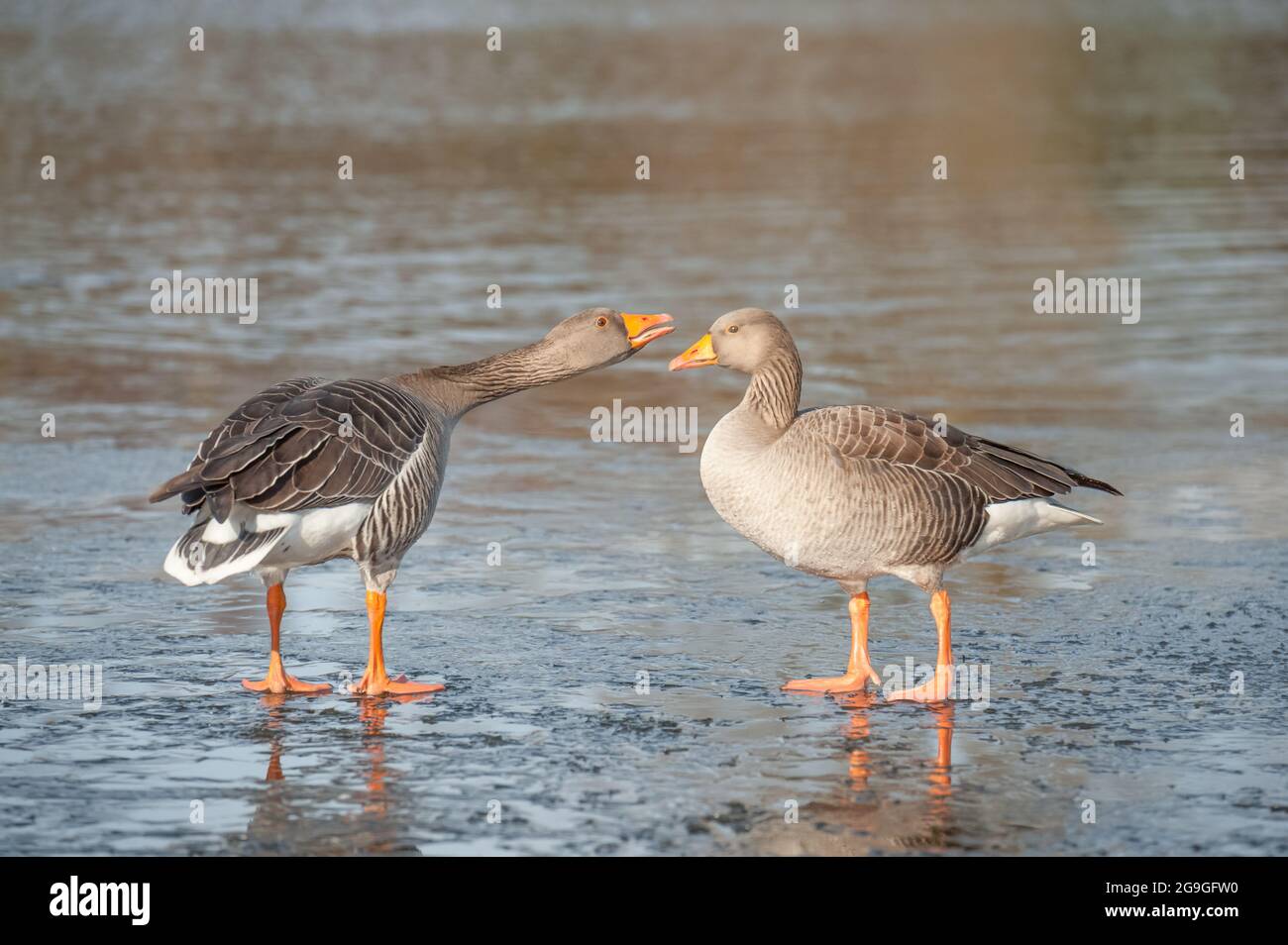 Goose honking hi-res stock photography and images - Alamy
