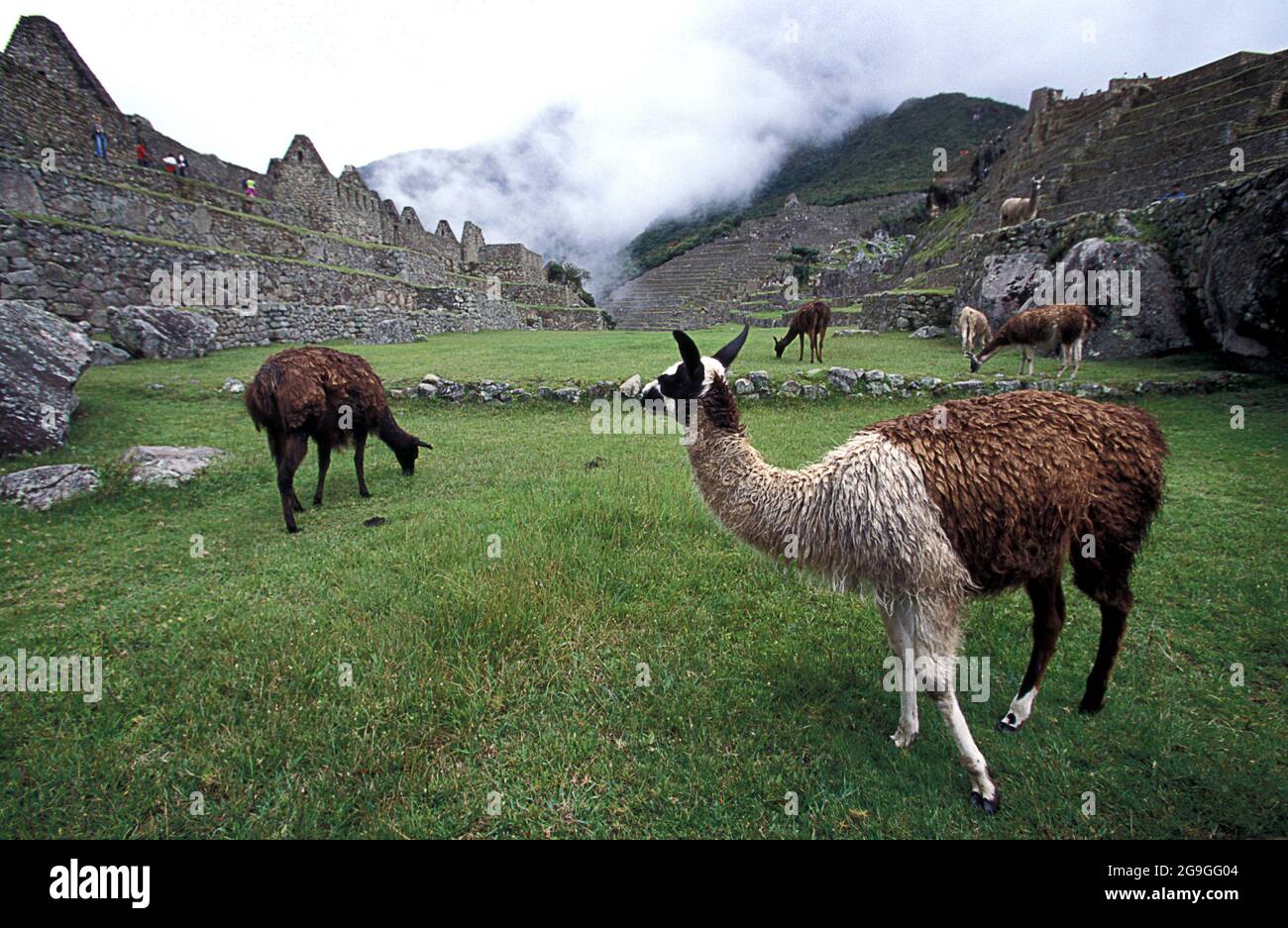 Llama on the Inca Trail to Machu Picchu (also known as Camino Inca ...