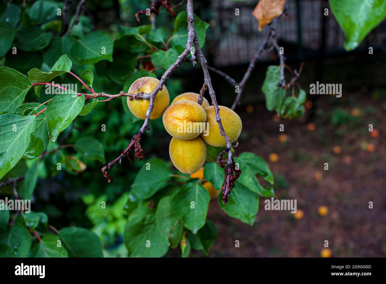 Fresh ripe apricots on the branches of a tree. Orange fruits among ...