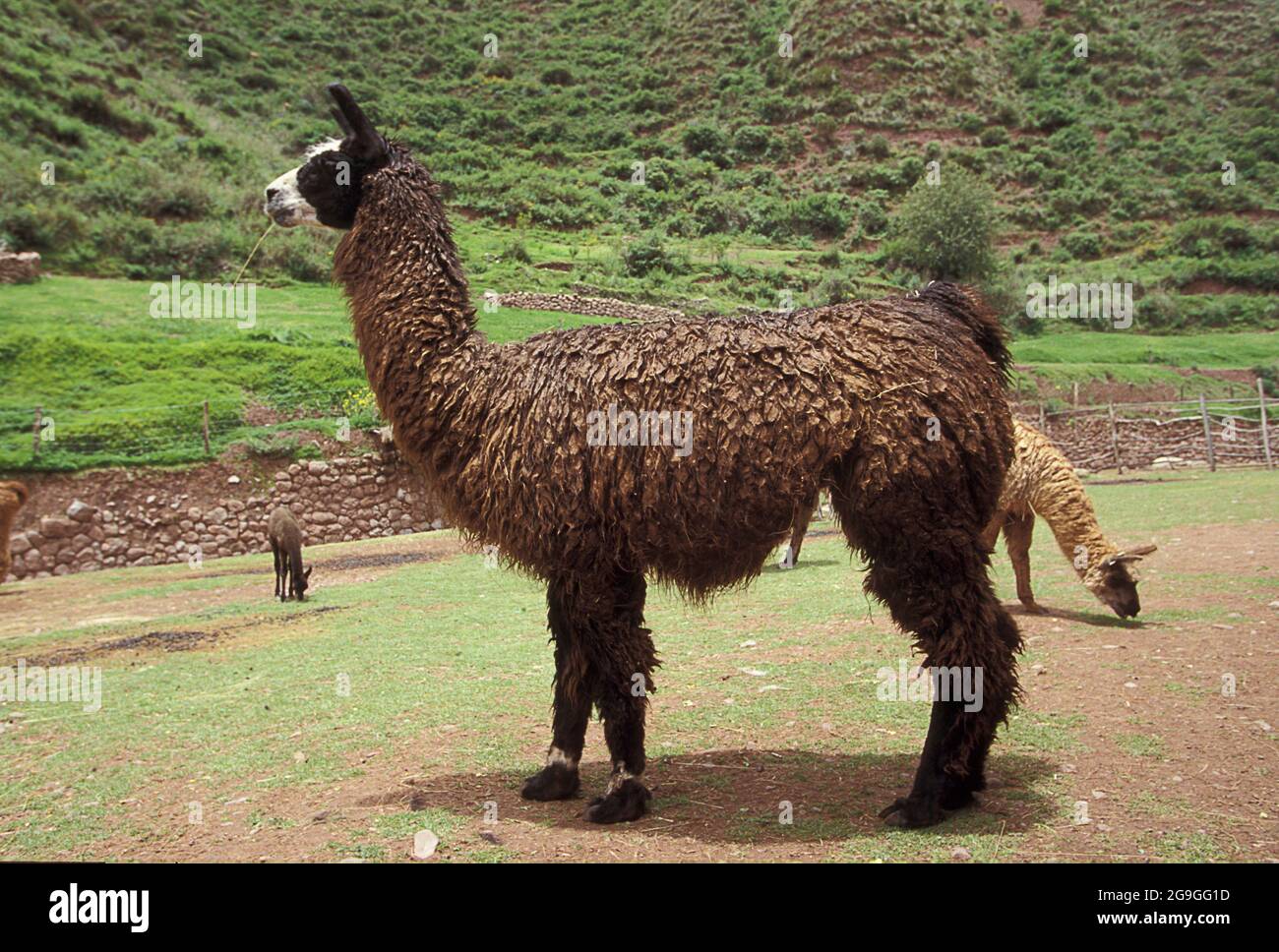 Llama in andes mountains hi-res stock photography and images - Alamy