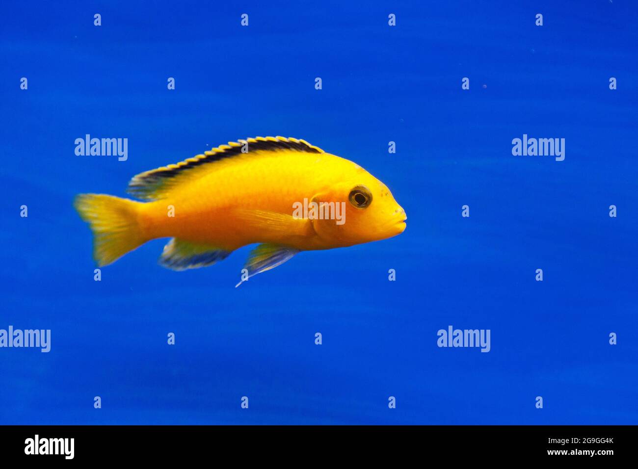 yellow aquarium fish against blue background Stock Photo - Alamy