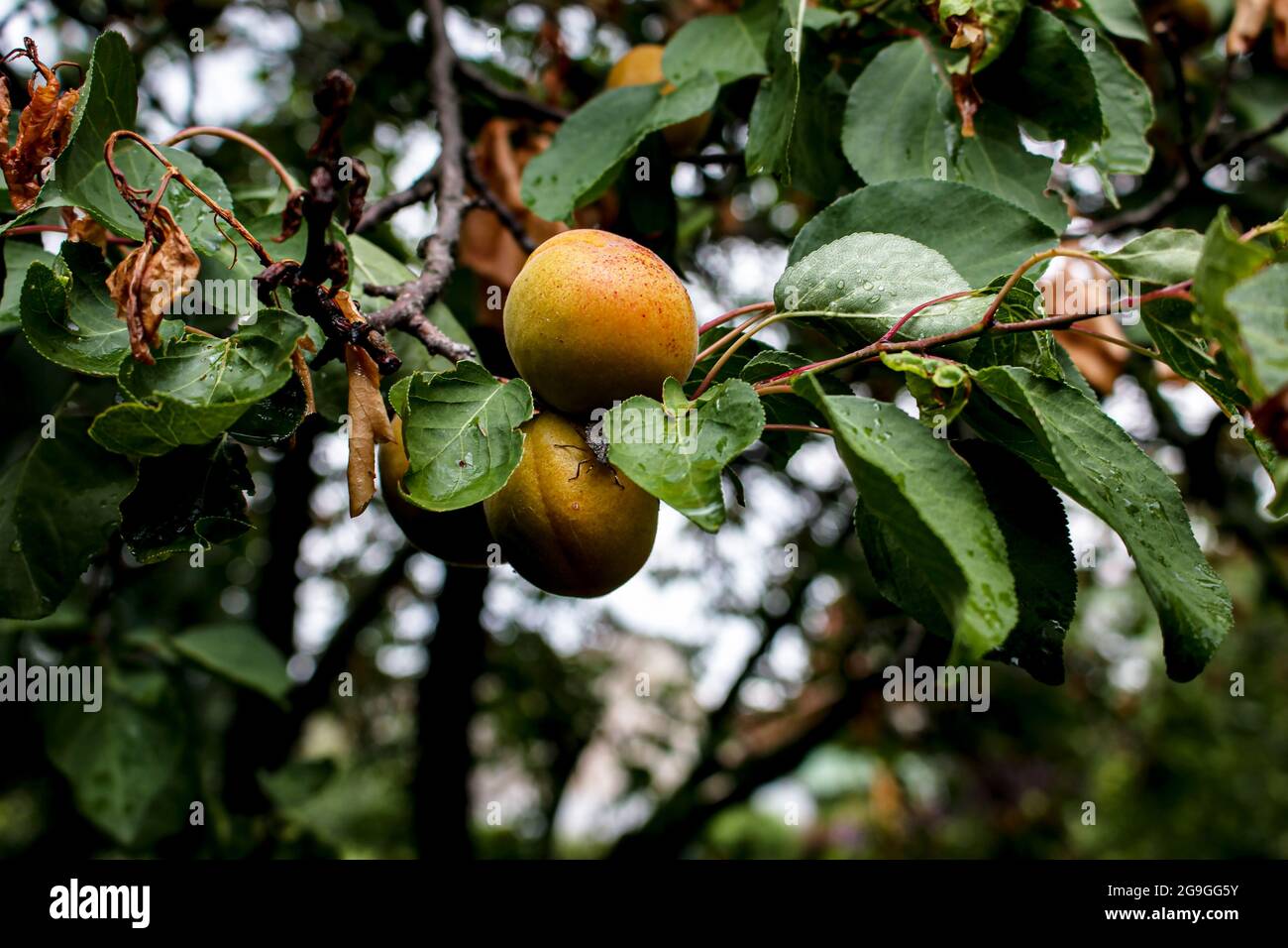 Fresh ripe apricots on the branches of a tree. Orange fruits among ...