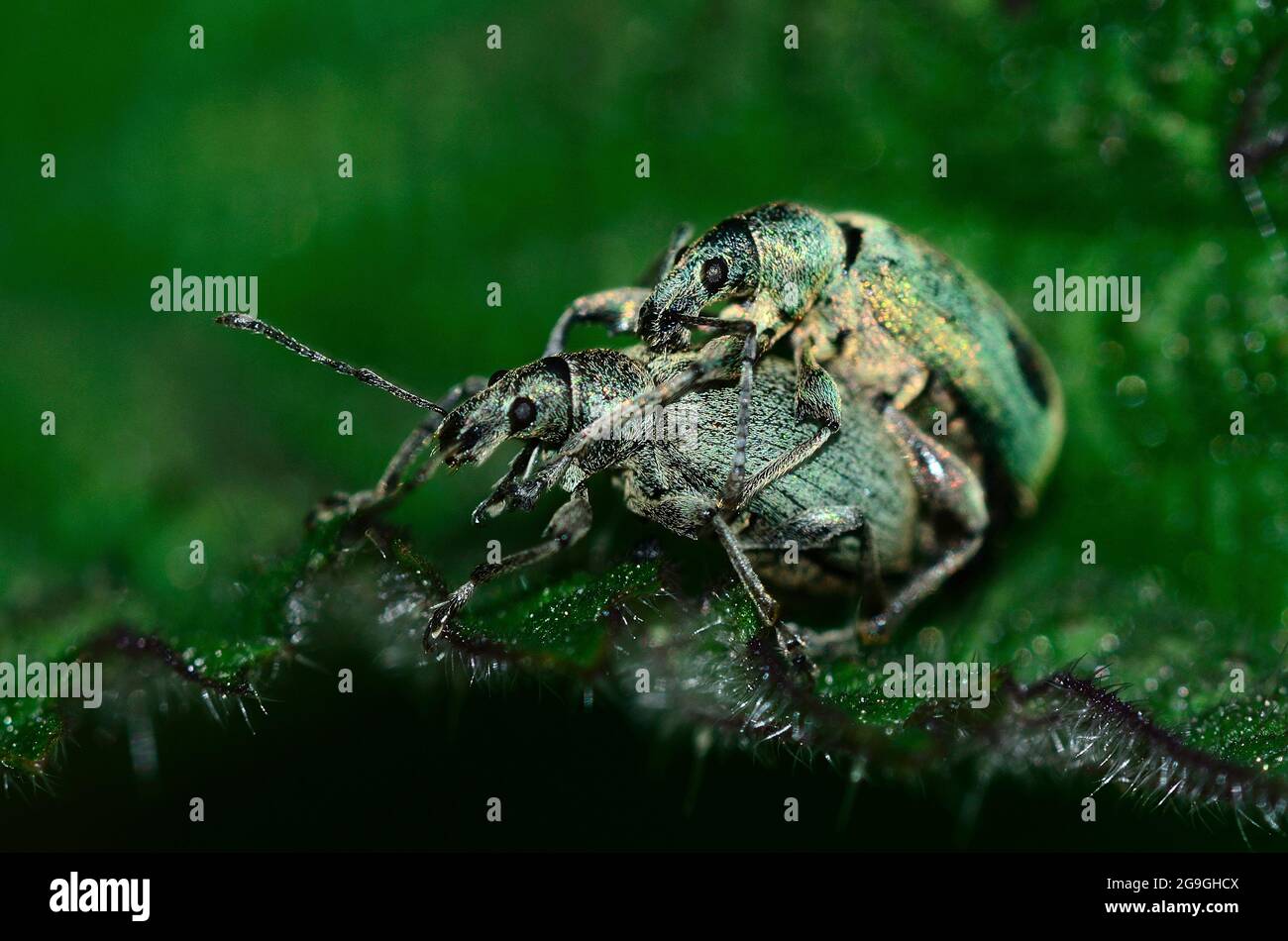 Nettle weevils mating Stock Photo - Alamy