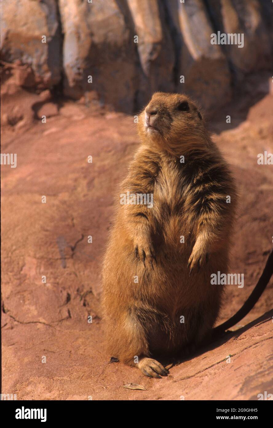 Prairie dogs (genus Cynomys) are herbivorous burrowing rodents native ...