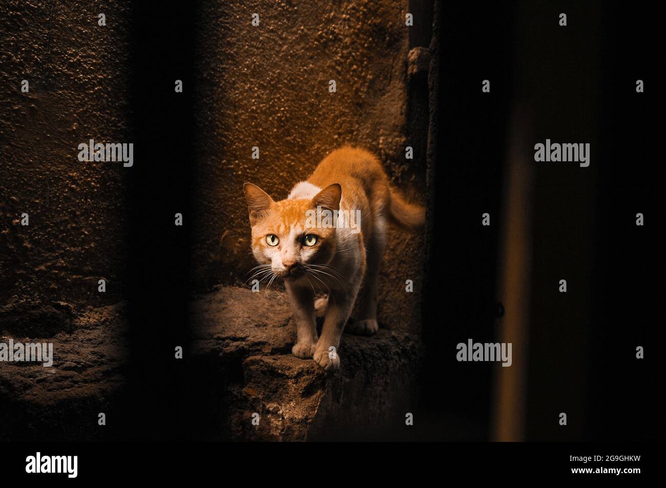 Cat staring at camera hi-res stock photography and images - Alamy