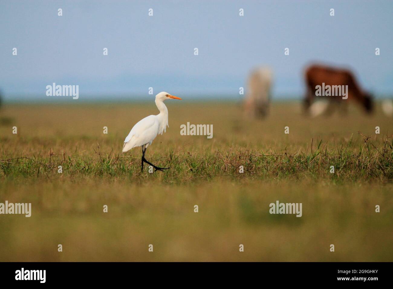 Bird Crane one leg pose on a lake Stock Photo - Alamy