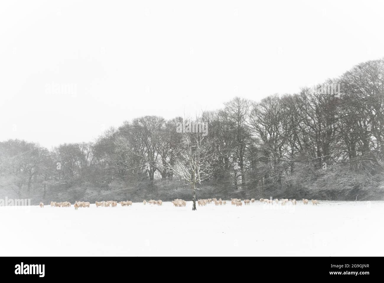 Sheep in snow blizzard by trees Stock Photo - Alamy