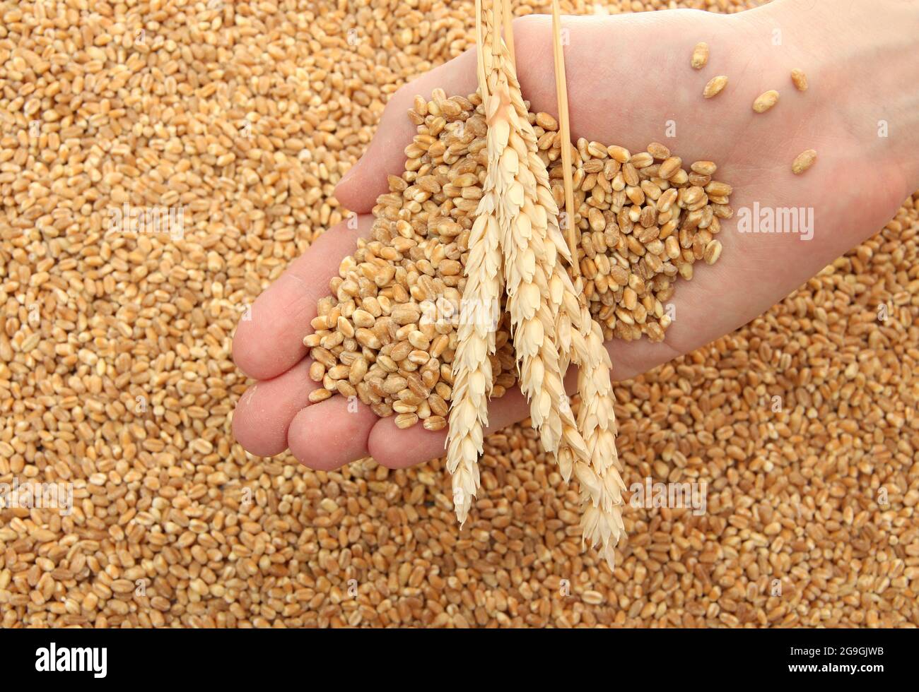 man hand with grain, on wheat background Stock Photo - Alamy
