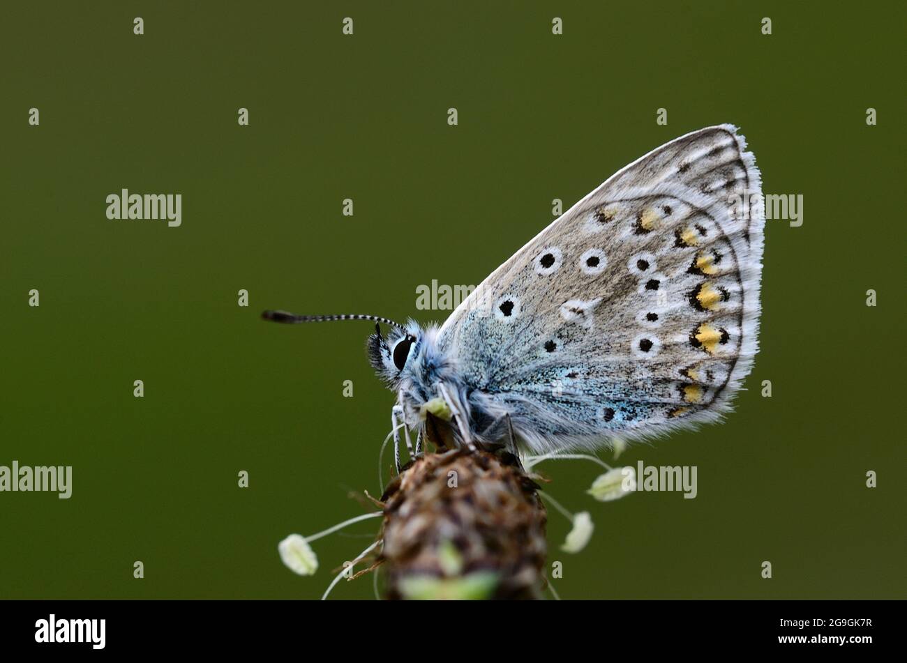 Chalkhill blue butterfly at rest Stock Photo - Alamy