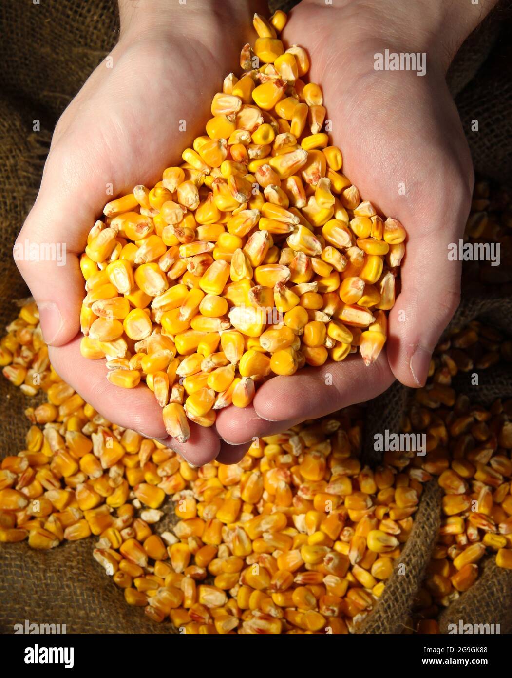 man hands with grain, on yellow corn background Stock Photo - Alamy
