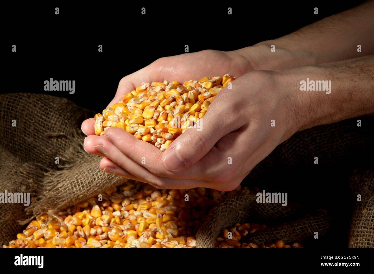 man hands with grain, on yellow corn background Stock Photo - Alamy
