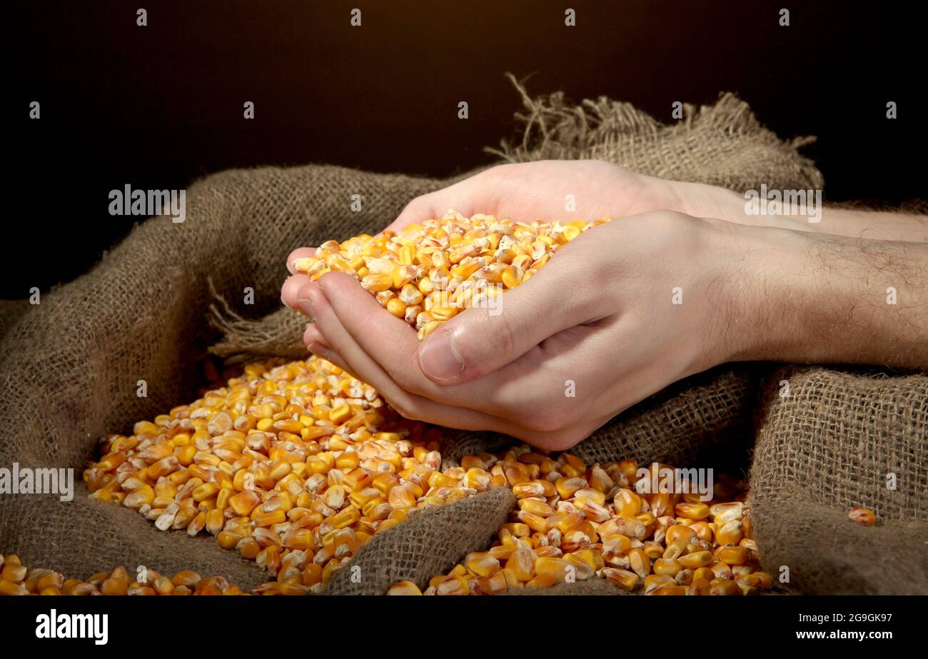 man hands with grain, on brown corn background Stock Photo - Alamy