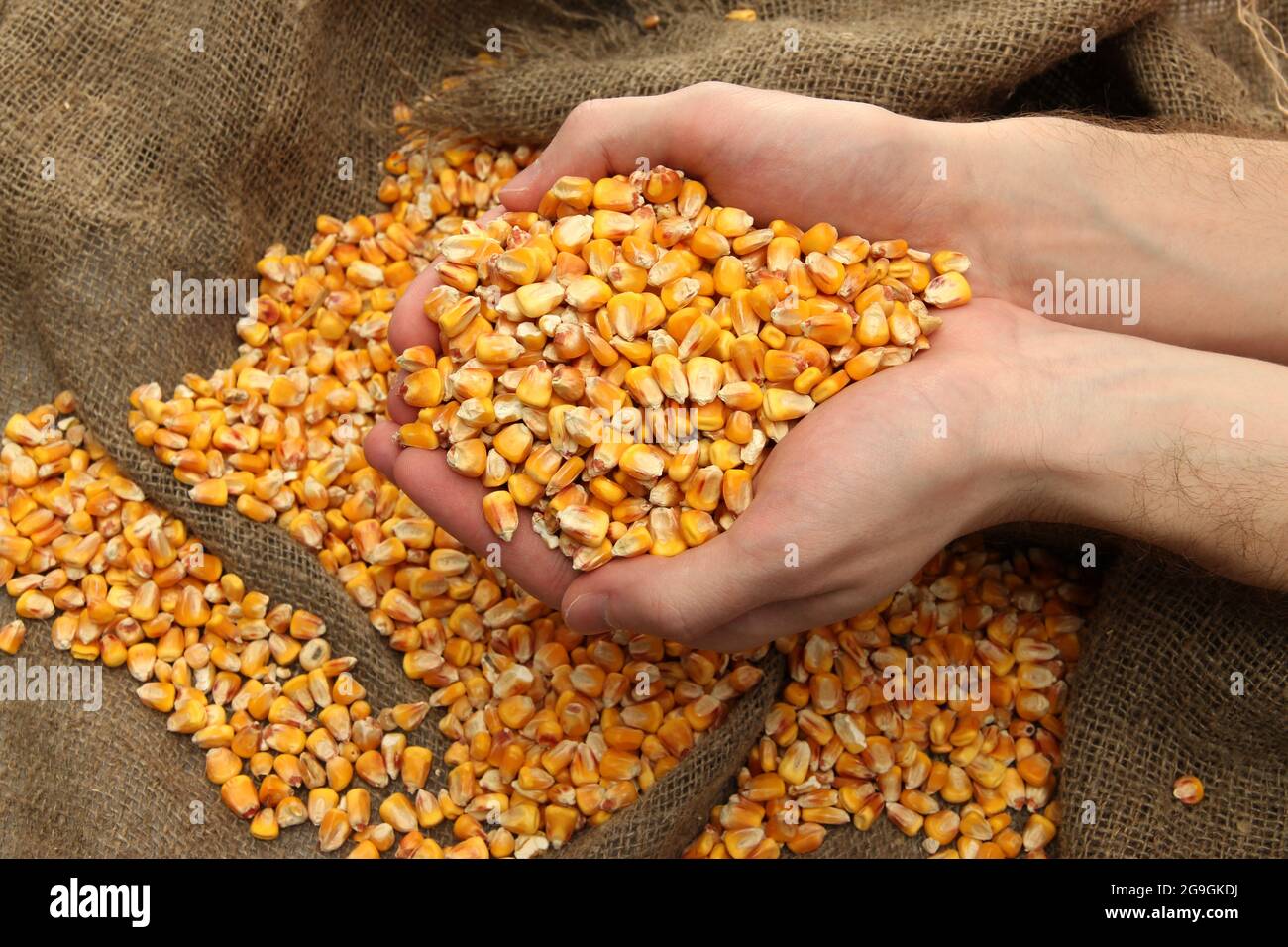 man hands with grain, on yellow corn background Stock Photo - Alamy