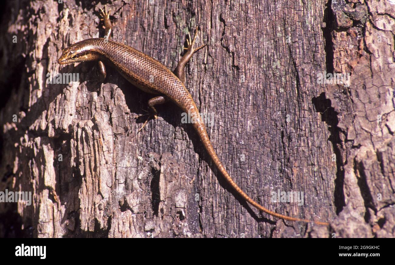 The Seychelles skink (Trachylepis seychellensis) is a species of skink ...