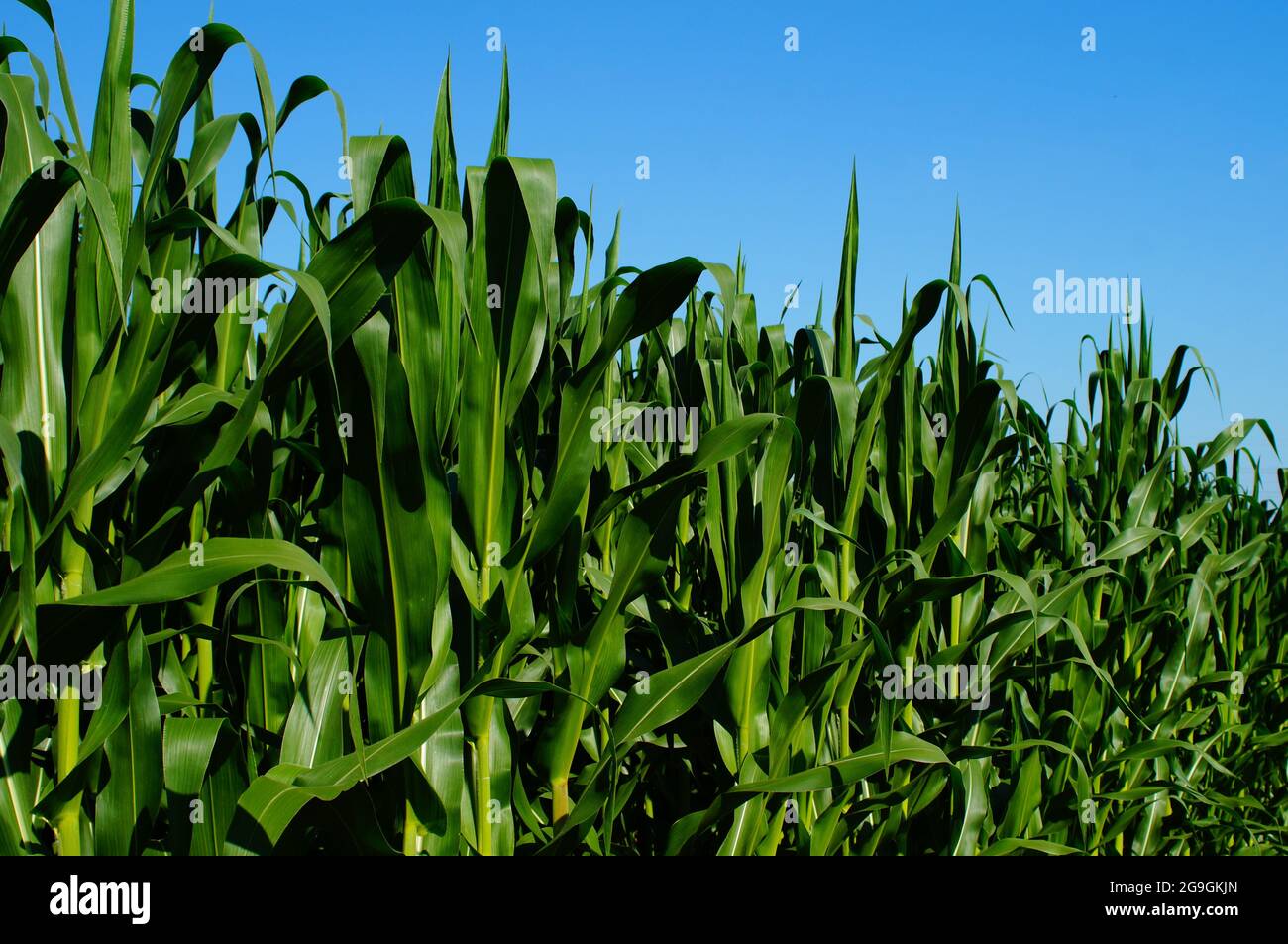 Corn field in summer Stock Photo - Alamy
