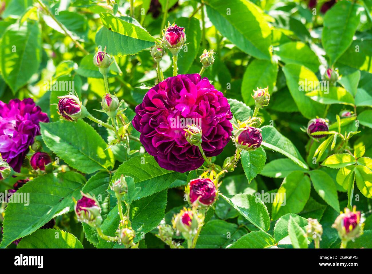 Beautiful Violet Roses on the Rose Garden in Summer in a Garden Stock ...