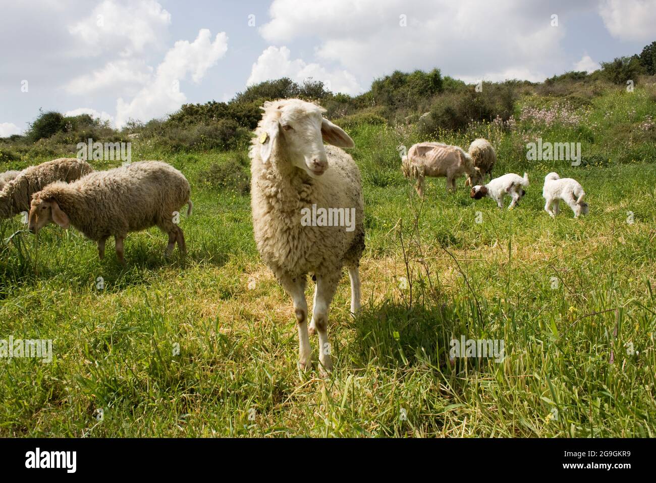 A large flock of sheep free grazing in a green meadow. Photographed on ...