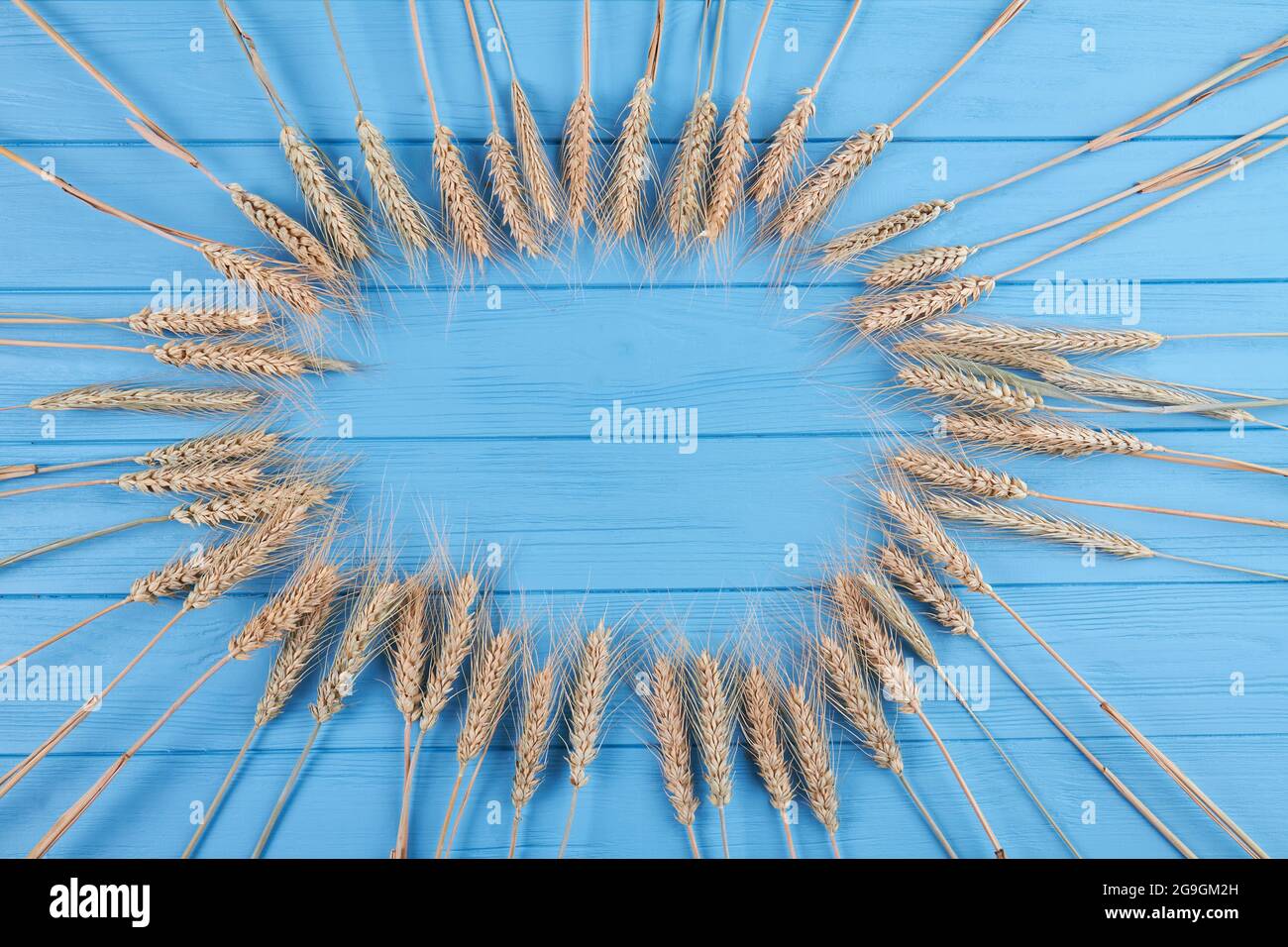 Flat lay top view wheat ears arranged in a circle Stock Photo - Alamy