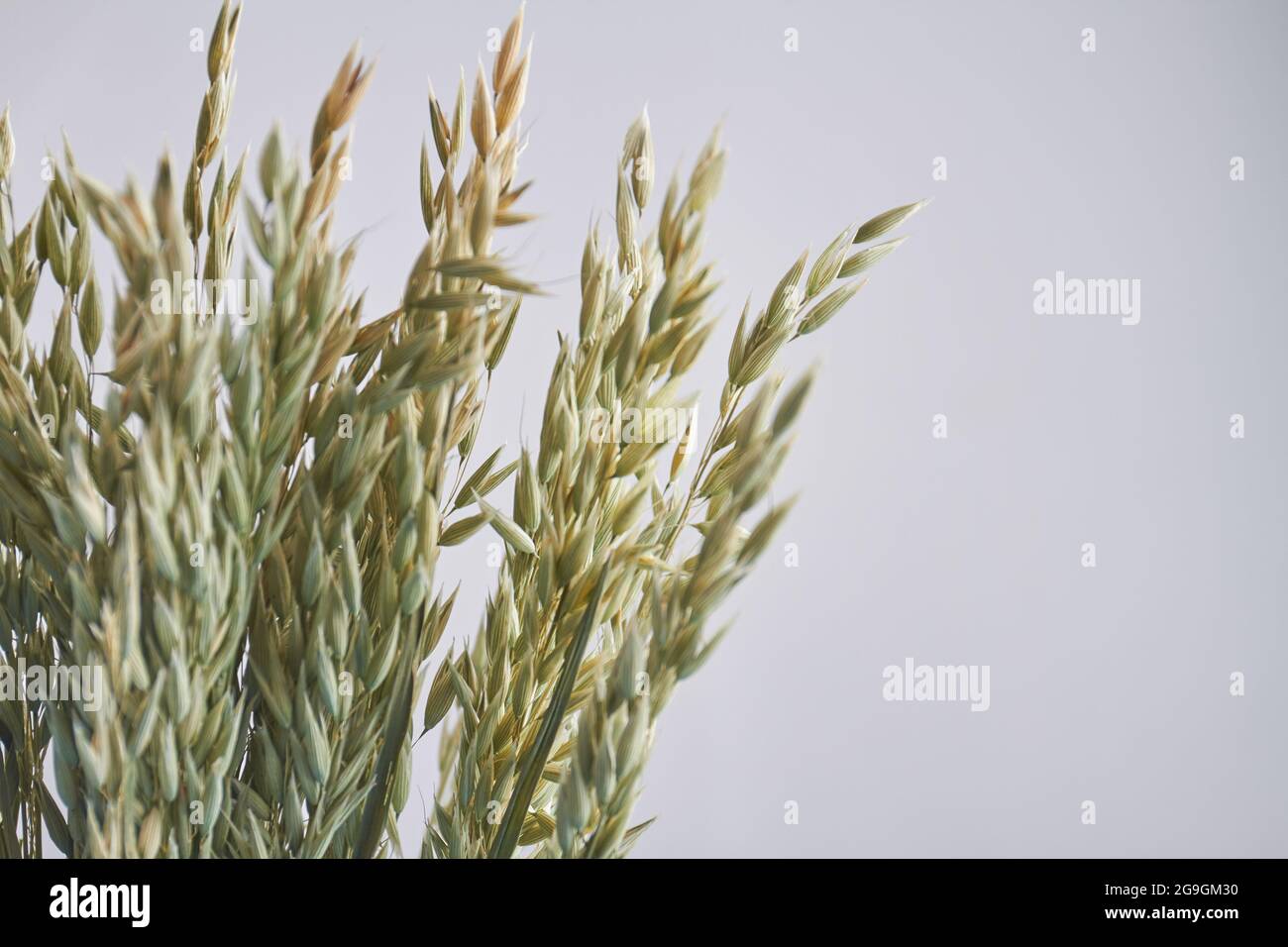 Dried triticale wheat rye isolated on white background Stock Photo - Alamy