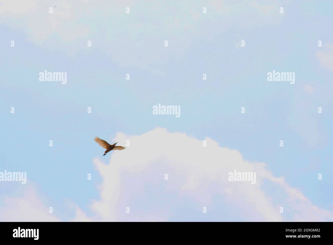 High flying bird hi-res stock photography and images - Alamy