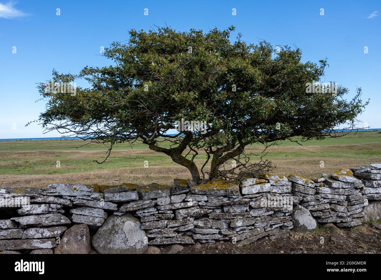 A tree in a moor landscape. Picture from the Baltic Sea island of Oland ...
