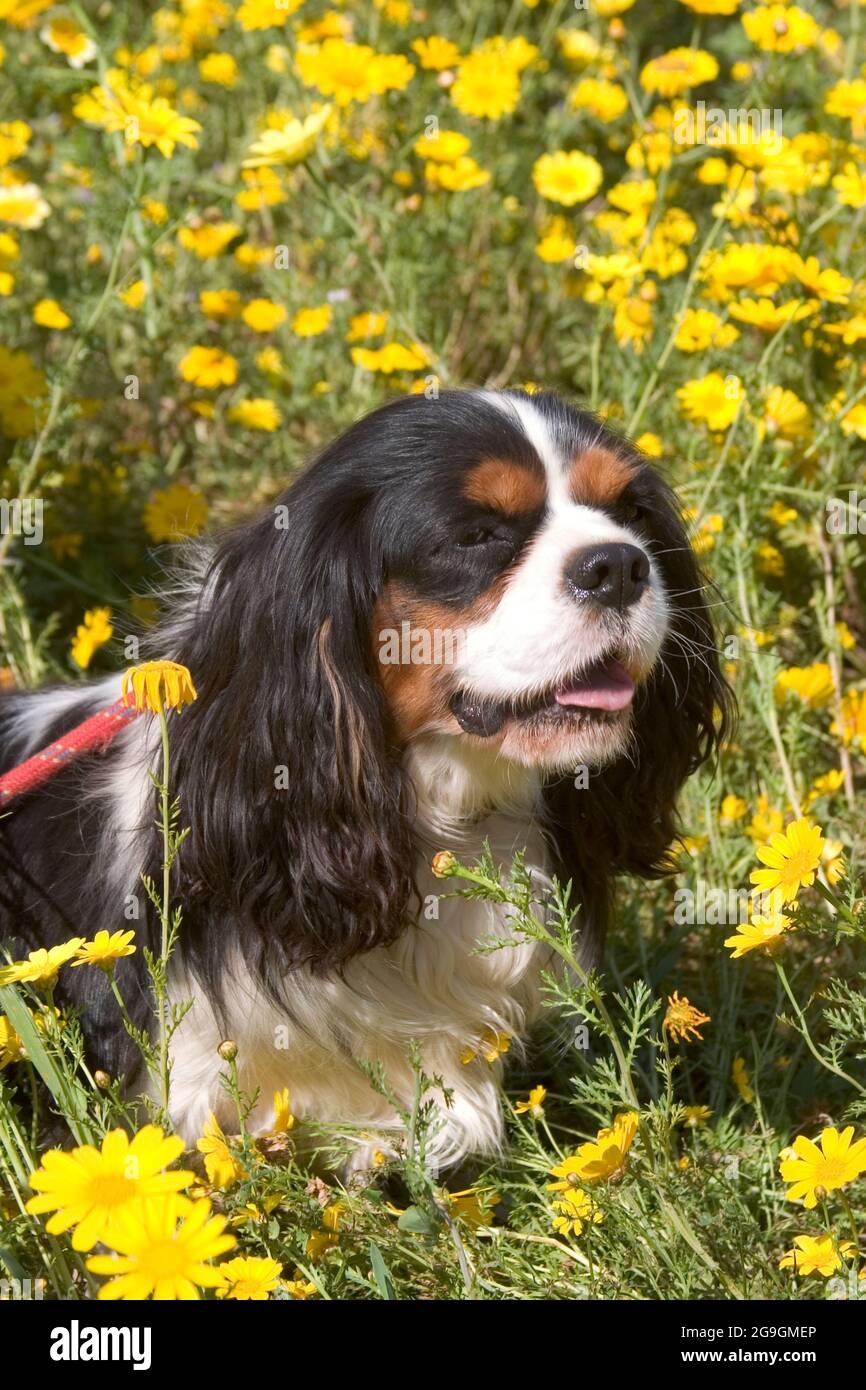 The King Charles Spaniel (also known as the English Toy Spaniel) is a ...