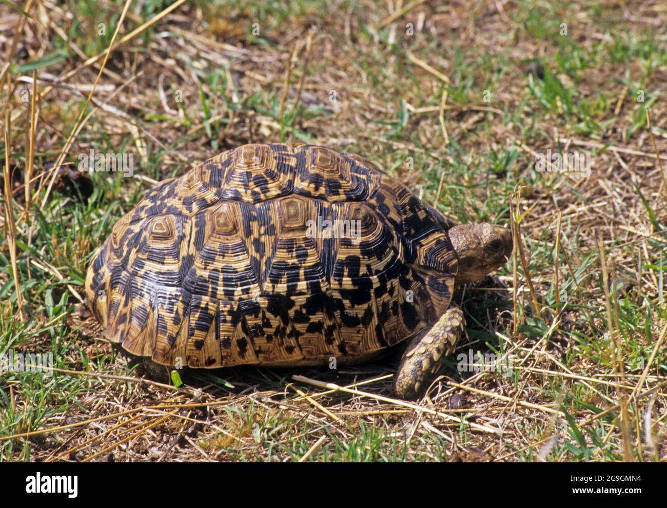 Close up of a Spur-thighed Tortoise or Greek Tortoise (Testudo graeca ...
