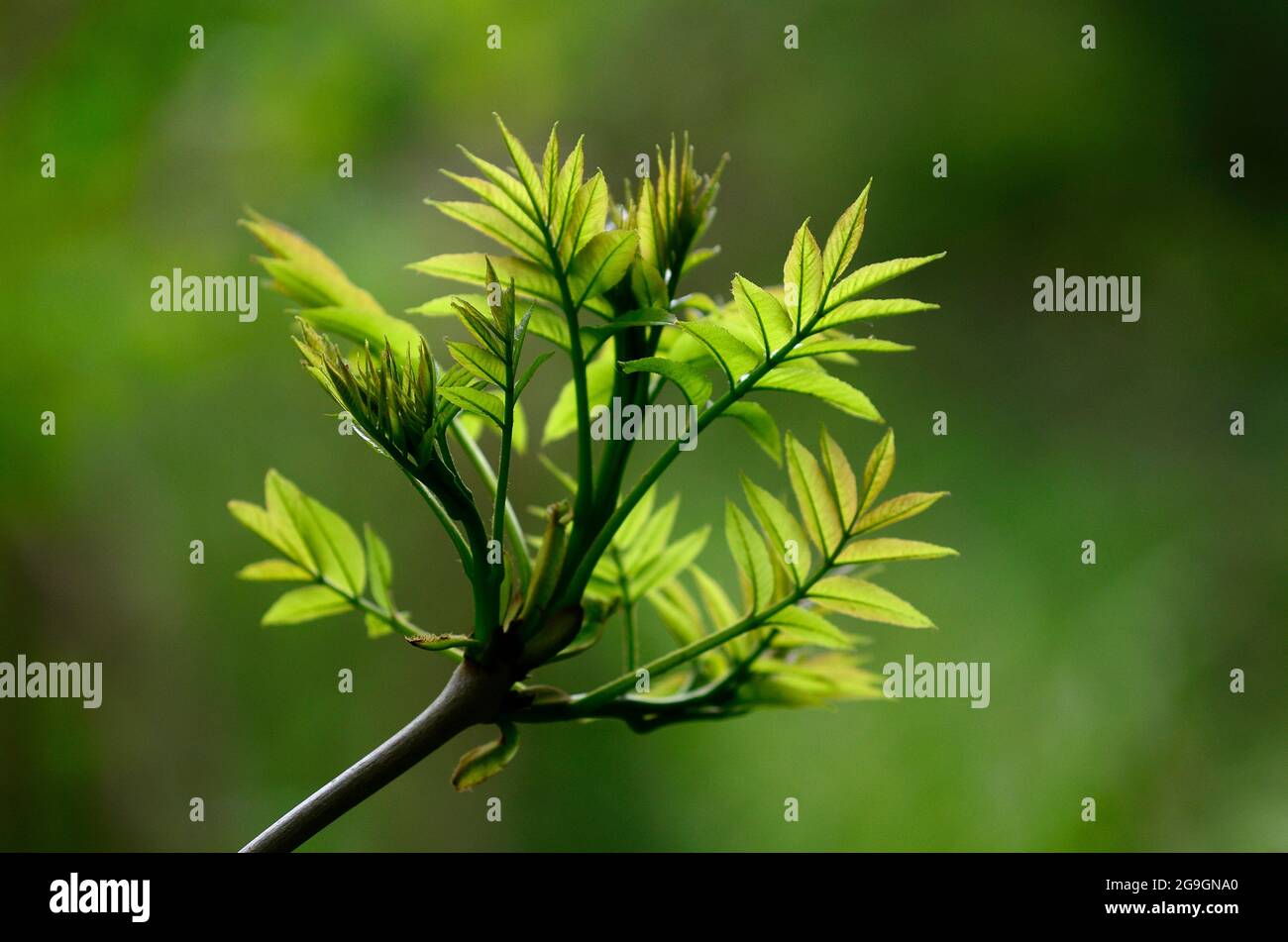 Ash foliage in spring. Dorset, UK April 2020 Stock Photo - Alamy