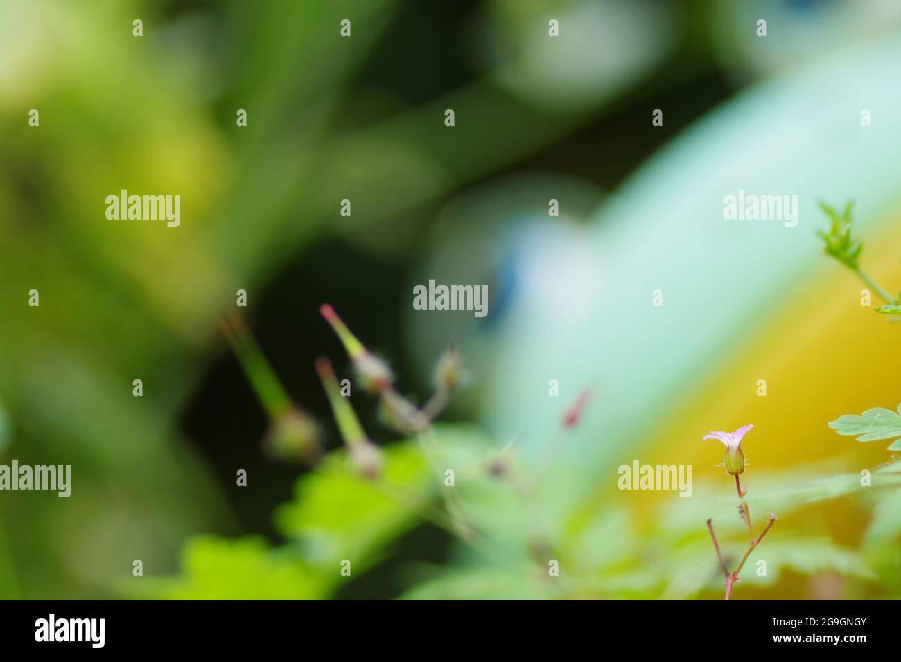 Close-up of a stork's beak, Geranium robertianum agg. , the part of ...