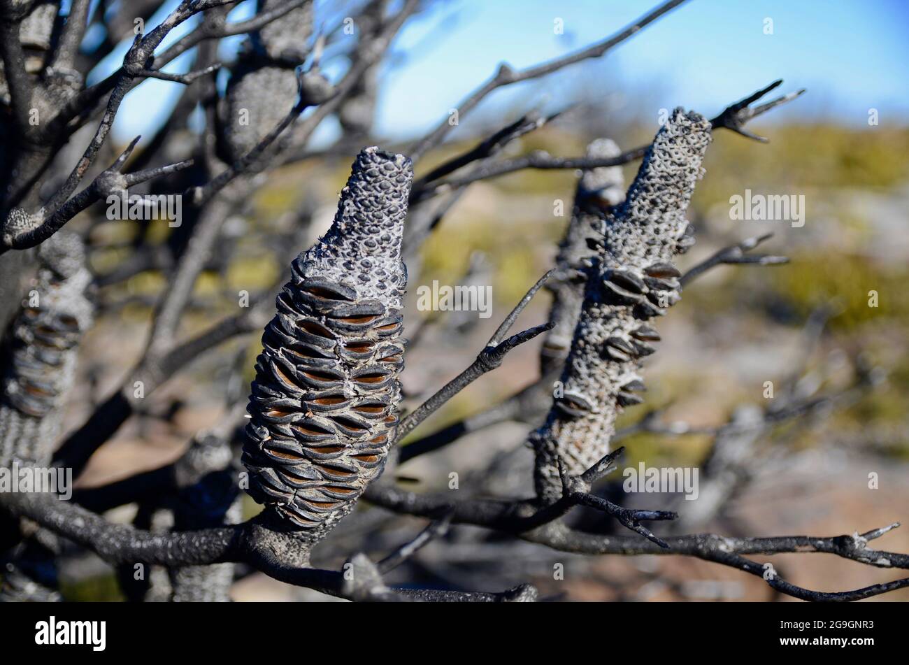 Banksia fire hi-res stock photography and images - Alamy
