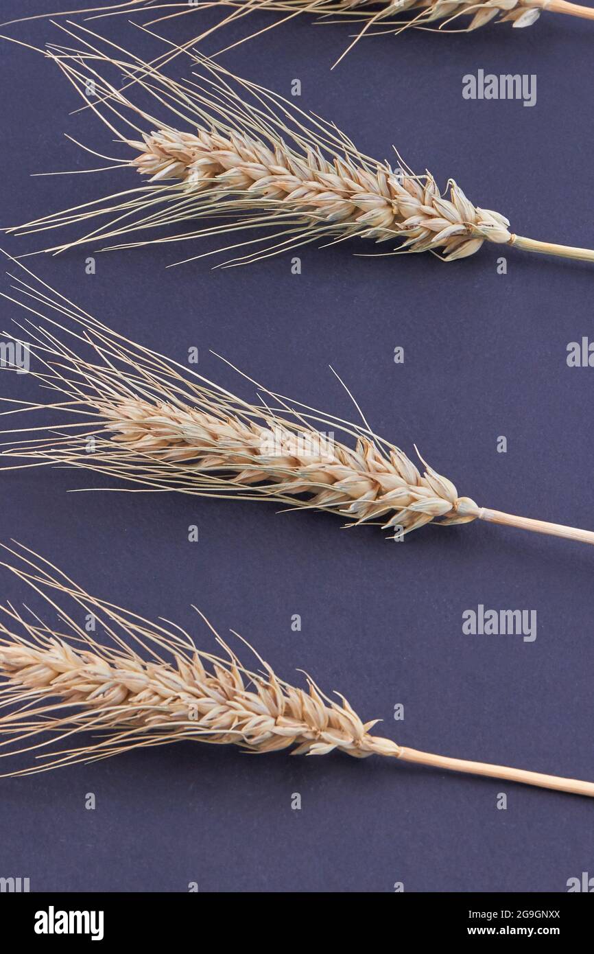 Vertical shot stack of cereal grains isolated on black background Stock ...