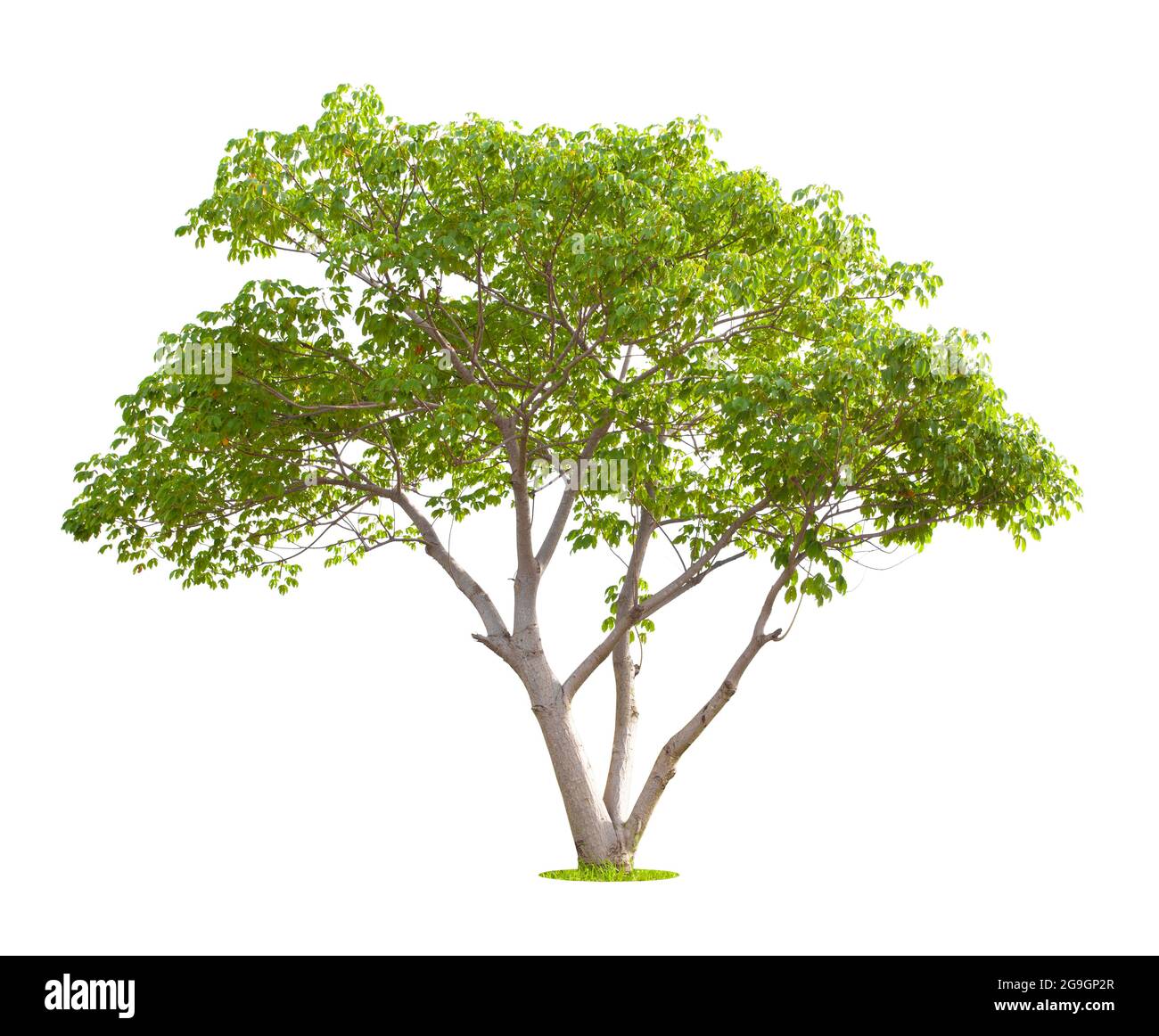 The freshness big green tree isolated on white background Stock Photo ...