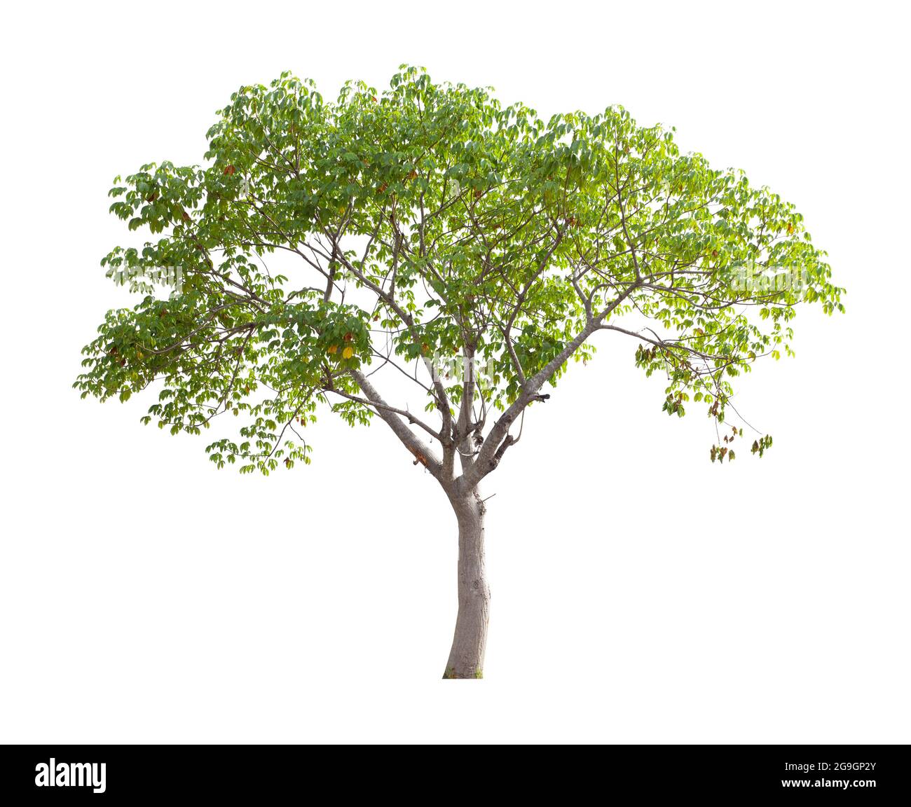 The freshness big green tree isolated on white background Stock Photo ...