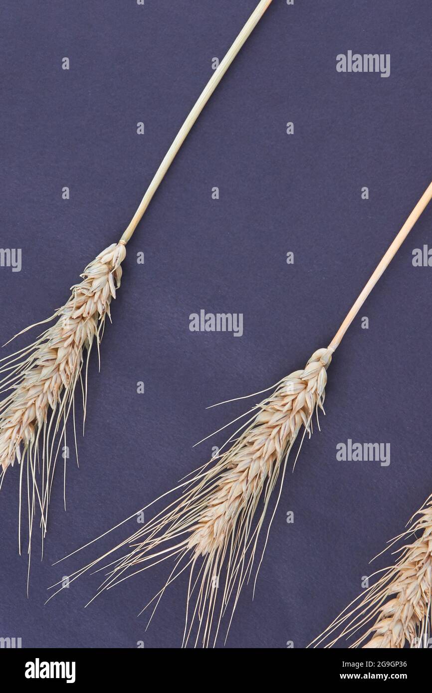Vertical shot wheat cereal grains isolated on black background Stock ...