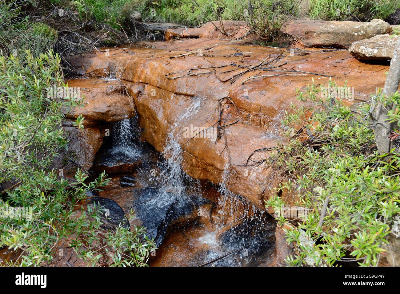 A stream in the forest Stock Photo - Alamy