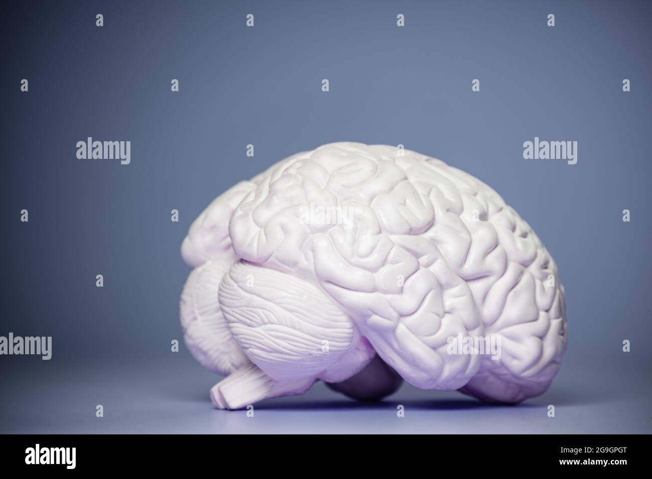 Photo of the human brain model view from side Stock Photo - Alamy