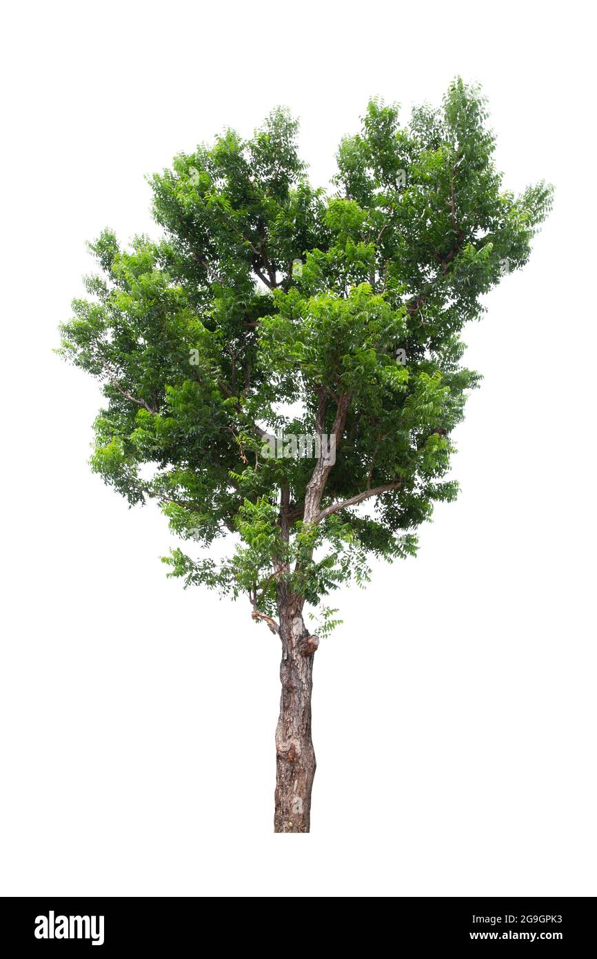 The freshness big green tree isolated on white background Stock Photo ...