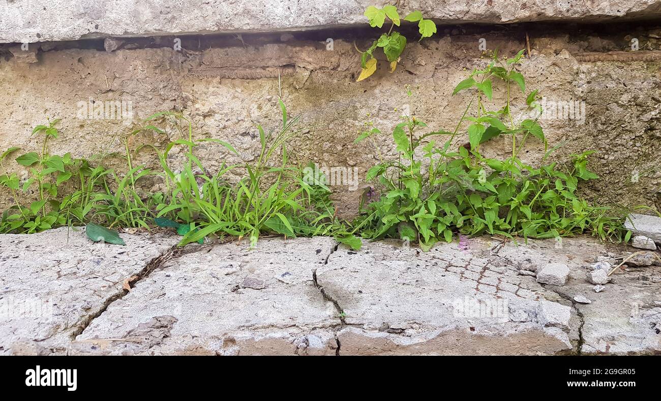 green grass on a gray concrete wall background, uneven wall surface and ...