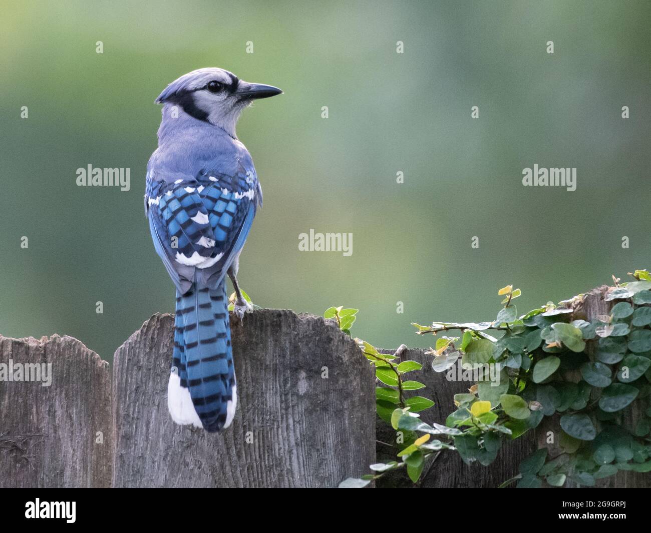 Jay vine hi-res stock photography and images - Alamy