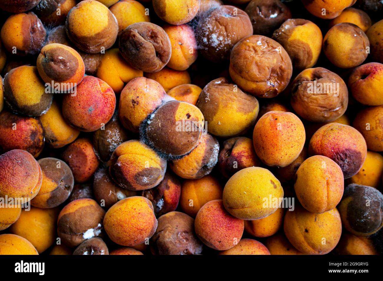 Rotten moldy peaches hi-res stock photography and images - Alamy